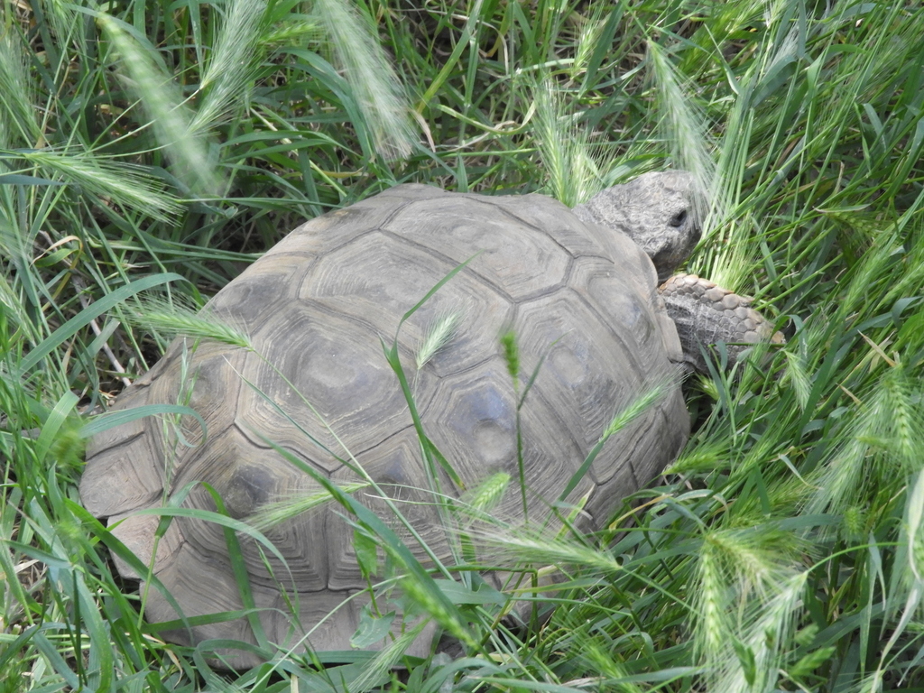 Chaco Tortoise in October 2022 by DANIEL OSCAR MOLINA · iNaturalist