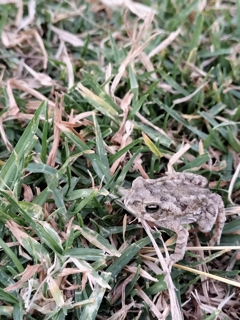 Giant Toad from Parque Tangamanga I, San Luis, S.L.P., México on ...