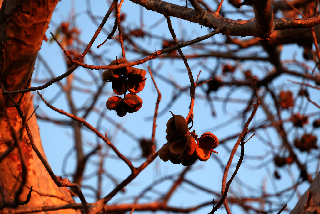 African Star-Chestnut from Linda, Southern Province, Zambia on July 17 ...