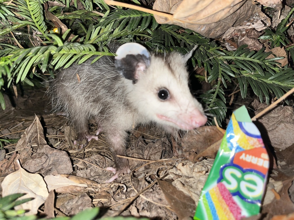 Virginia Opossum from Georgia Institute of Technology, Atlanta, GA, US ...
