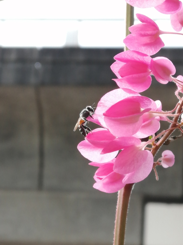 Red Dwarf Honey Bee from Bedok, Singapore on November 6, 2022 at 10:05 ...