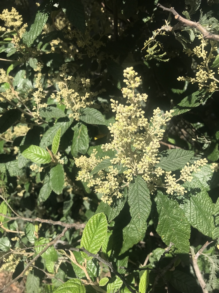 Pomaderris apetala apetala from Waterworks reserve, Ridgeway, TAS, AU ...