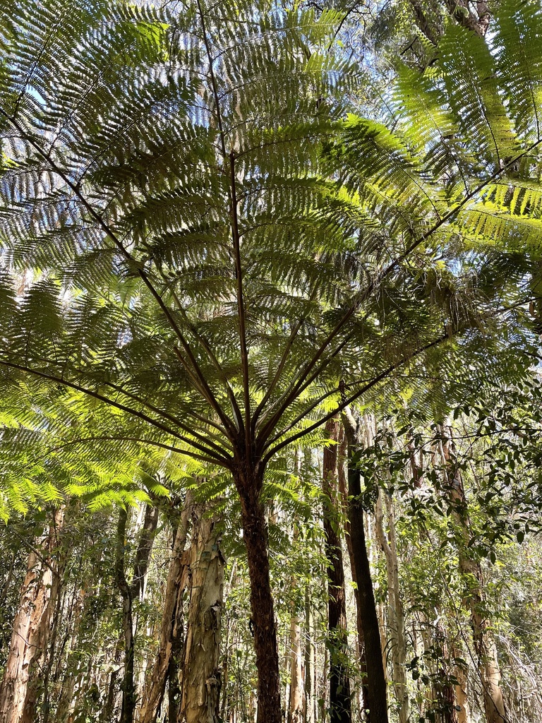 Australian tree fern from Moonee Beach, NSW, AU on October 28, 2022 at ...
