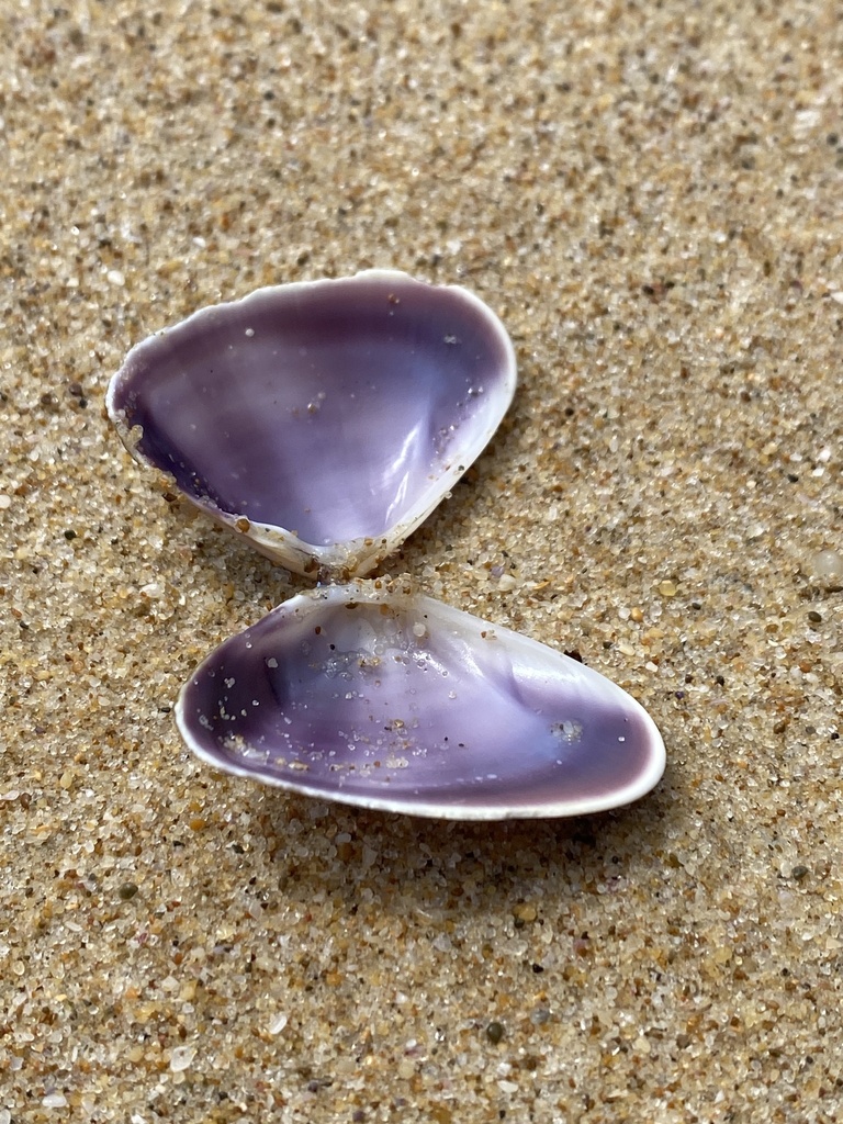 Common Pipi from Corindi Beach, NSW, AU on November 06, 2022 at 10:23 ...