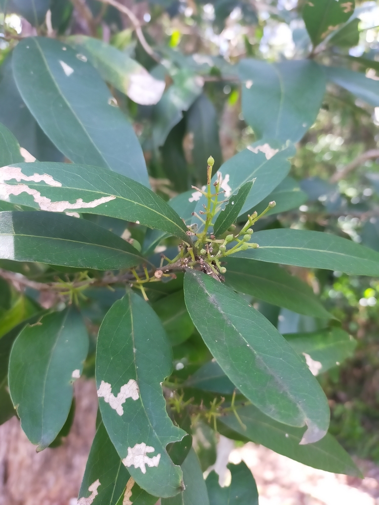 Notelaea from Iluka NSW 2466, Australia on October 30, 2022 at 02:38 PM ...