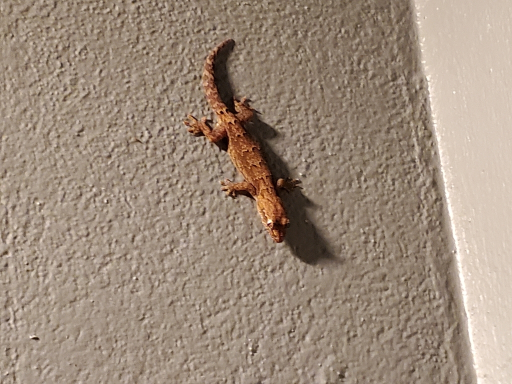 Mourning Gecko from La Fortuna, Provincia de Alajuela, San Carlos, Costa Rica on November 5 ...