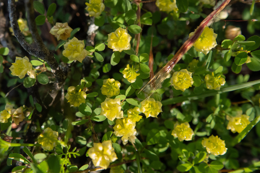 hop trefoil from Douglas VIC 3409, Australia on October 30, 2022 at 05: ...