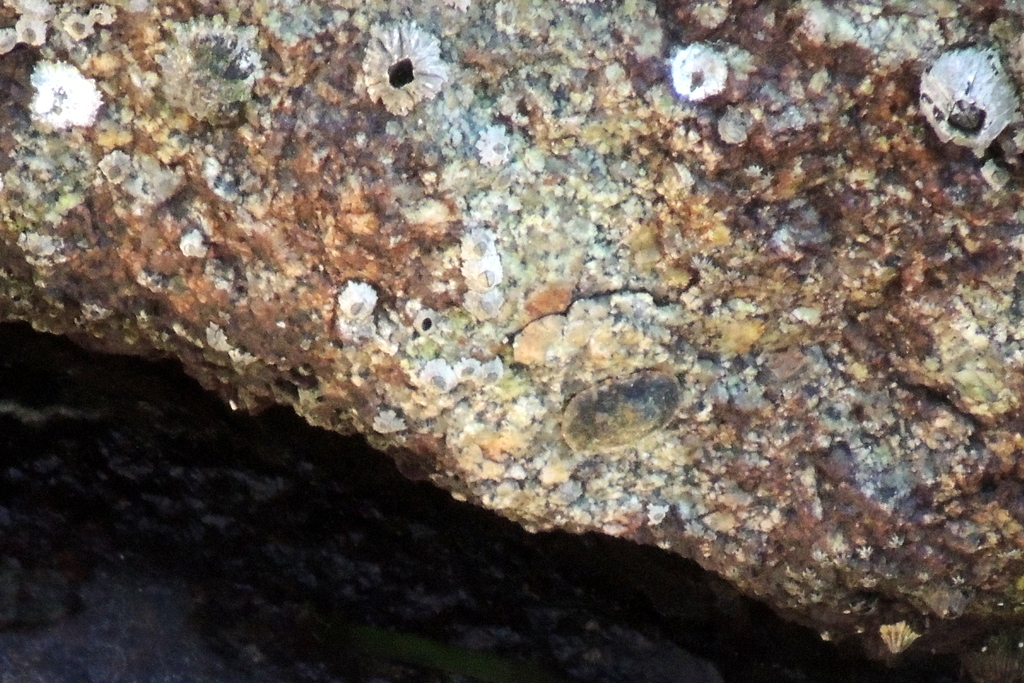 Barnacles from San Luis Obispo, California, United States on November ...