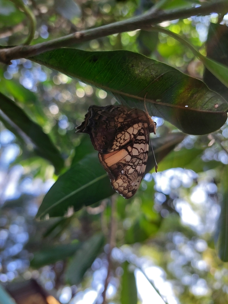 Orange Mapwing from Puerto Iguazú, Misiones, Argentina on November 05, 2022 at 04:22 PM by Tomás ...