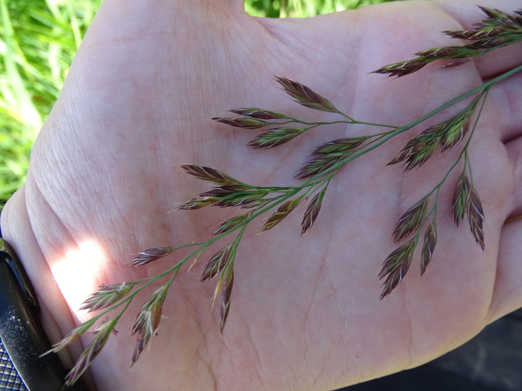 red fescue from Mount Cook, Wellington, New Zealand on November 06 ...