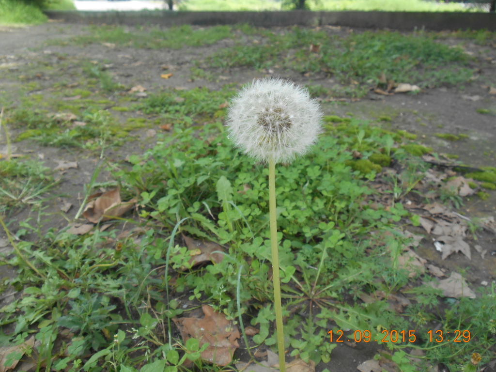 common dandelion from laguna nogales ver. on September 12, 2015 by ...