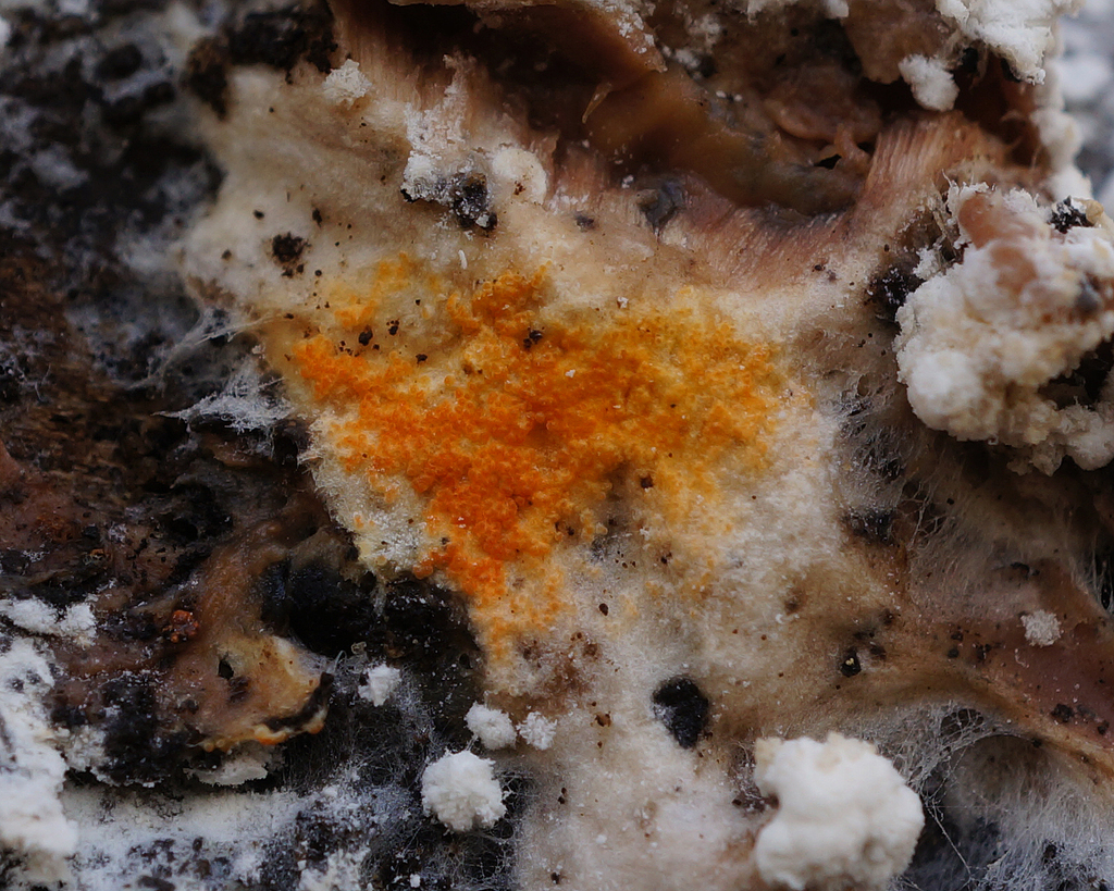 orange polypore mould from Inwood Hill Park, New York, NY, USA on ...