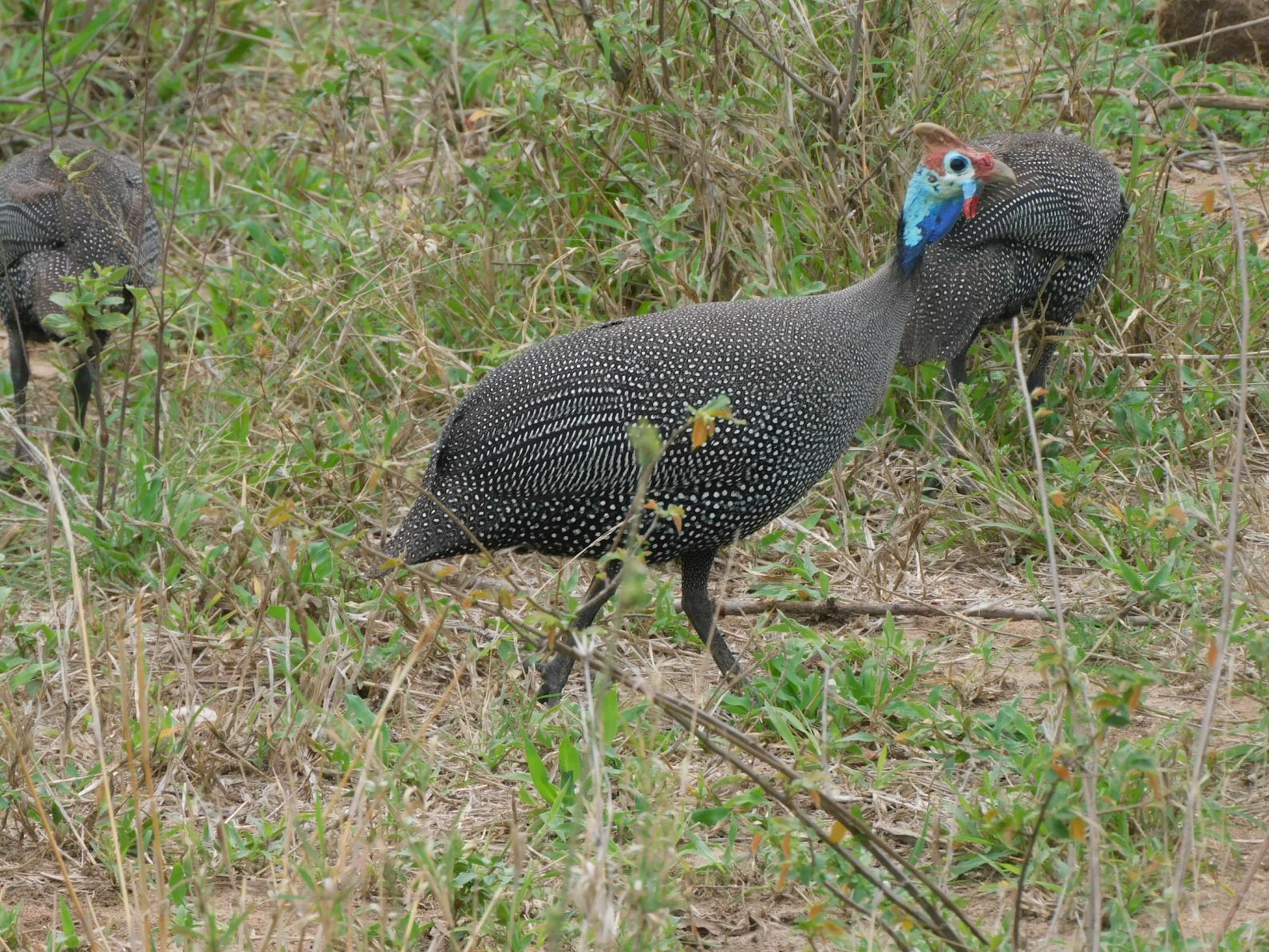 Numida meleagris mitratus Pallas, 1767