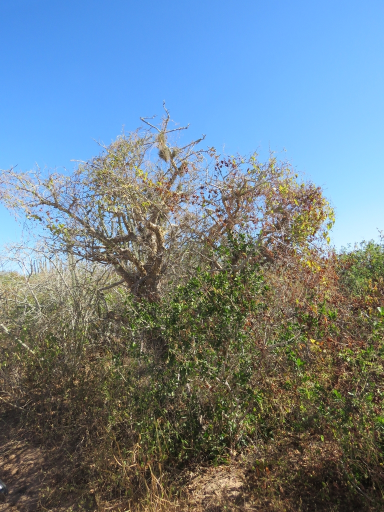 elephant tree from 81355 Sin., México on November 5, 2022 at 12:23 AM ...