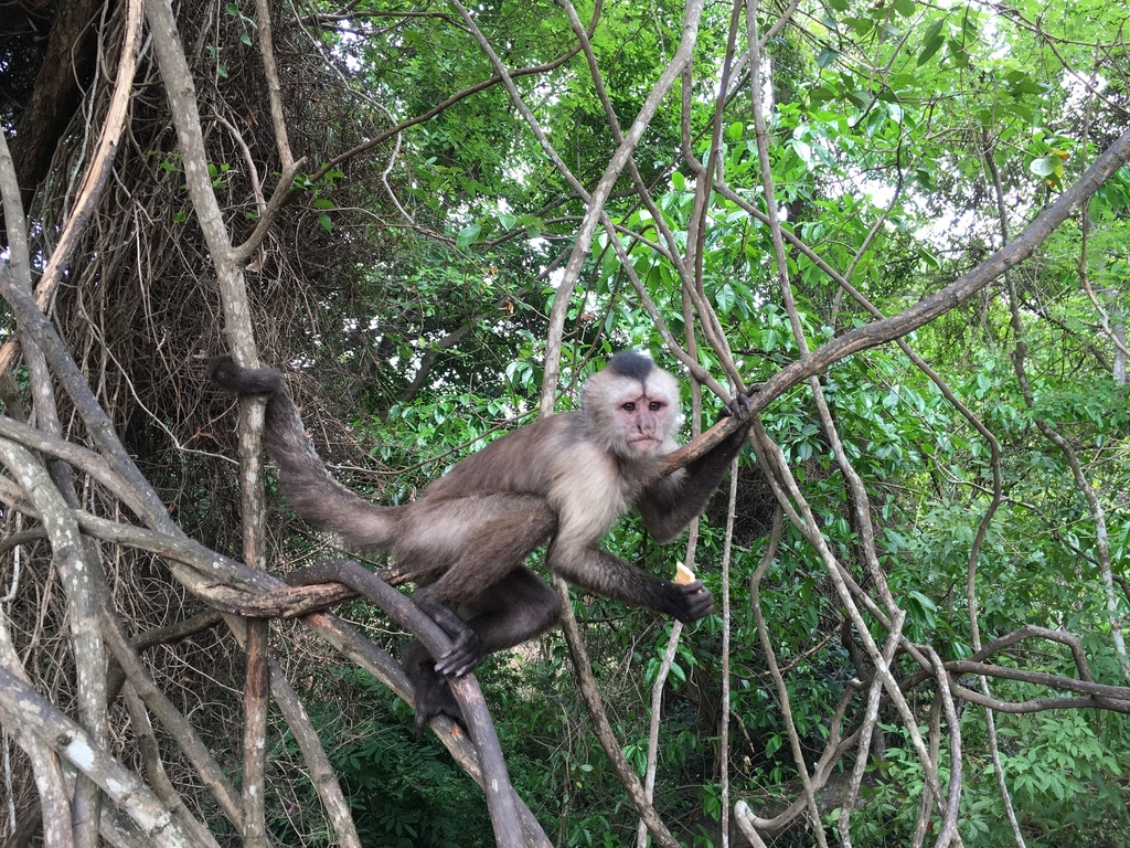 Weeper Capuchin (Cebus olivaceus) - Know Your Mammals
