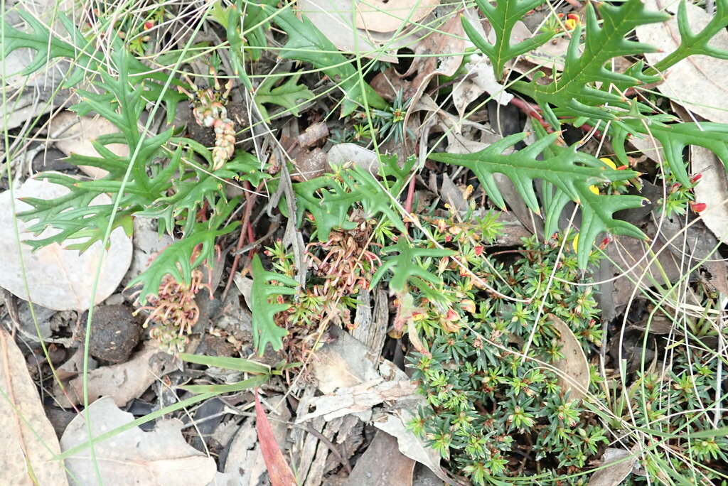 Fryerstown grevillea from Glenlyon VIC 3461, Australia on October 29 ...