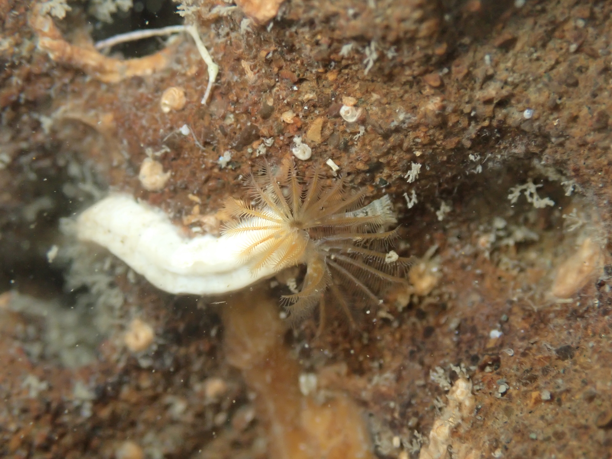 Hydroides elegans (Haswell, 1883)