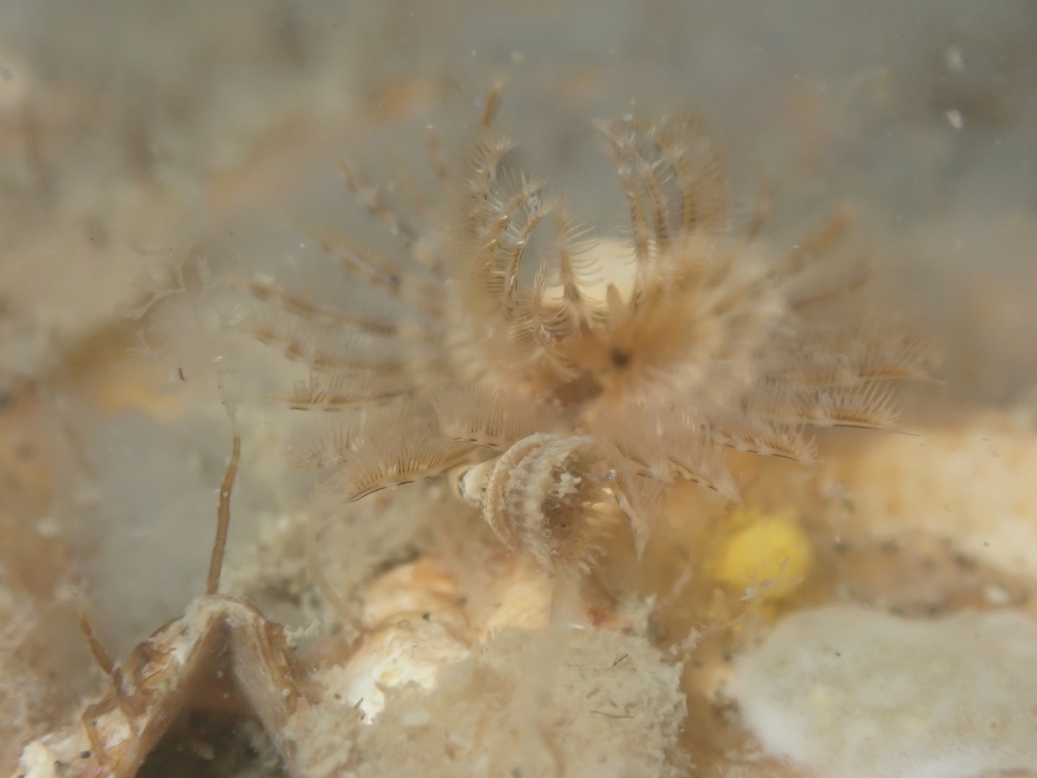 Hydroides elegans (Haswell, 1883)