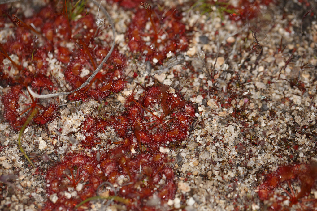 Drosera yilgarnensis from Frank Hann, Ravensthorpe, Western Australia ...