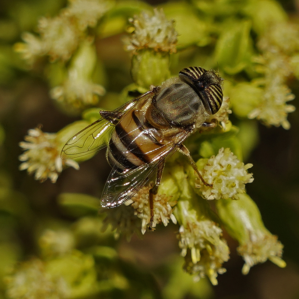 Stripe-eyed Lagoon Fly from Peters Canyon Regional Park, Tustin, CA ...