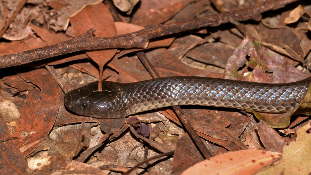 Small-eyed Snake from Karangi NSW 2450, Australia on October 31, 2022 ...