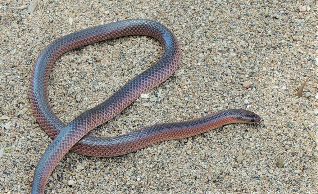 Black-striped Snake from Bogie QLD 4805, Australia on November 6, 2022 ...