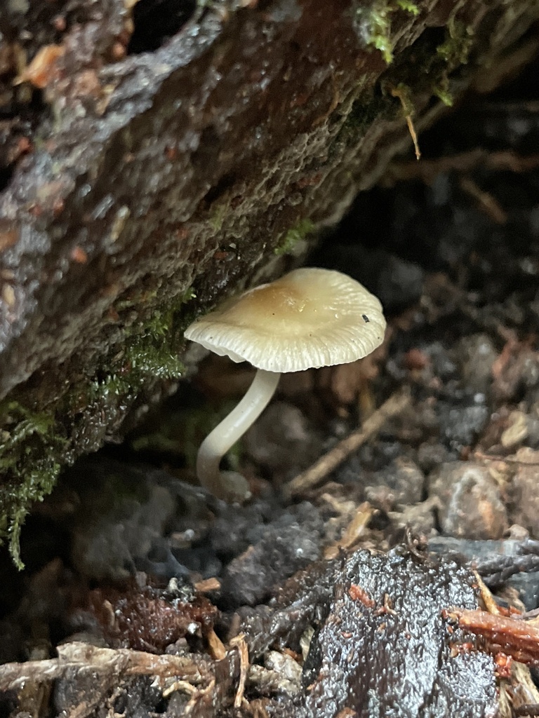 common bonnet from I-90 W, Issaquah, WA, US on November 5, 2022 at 03: ...