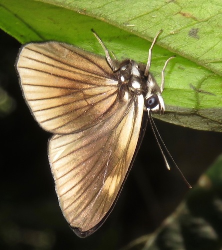 Setabis phaedon · iNaturalist Mexico