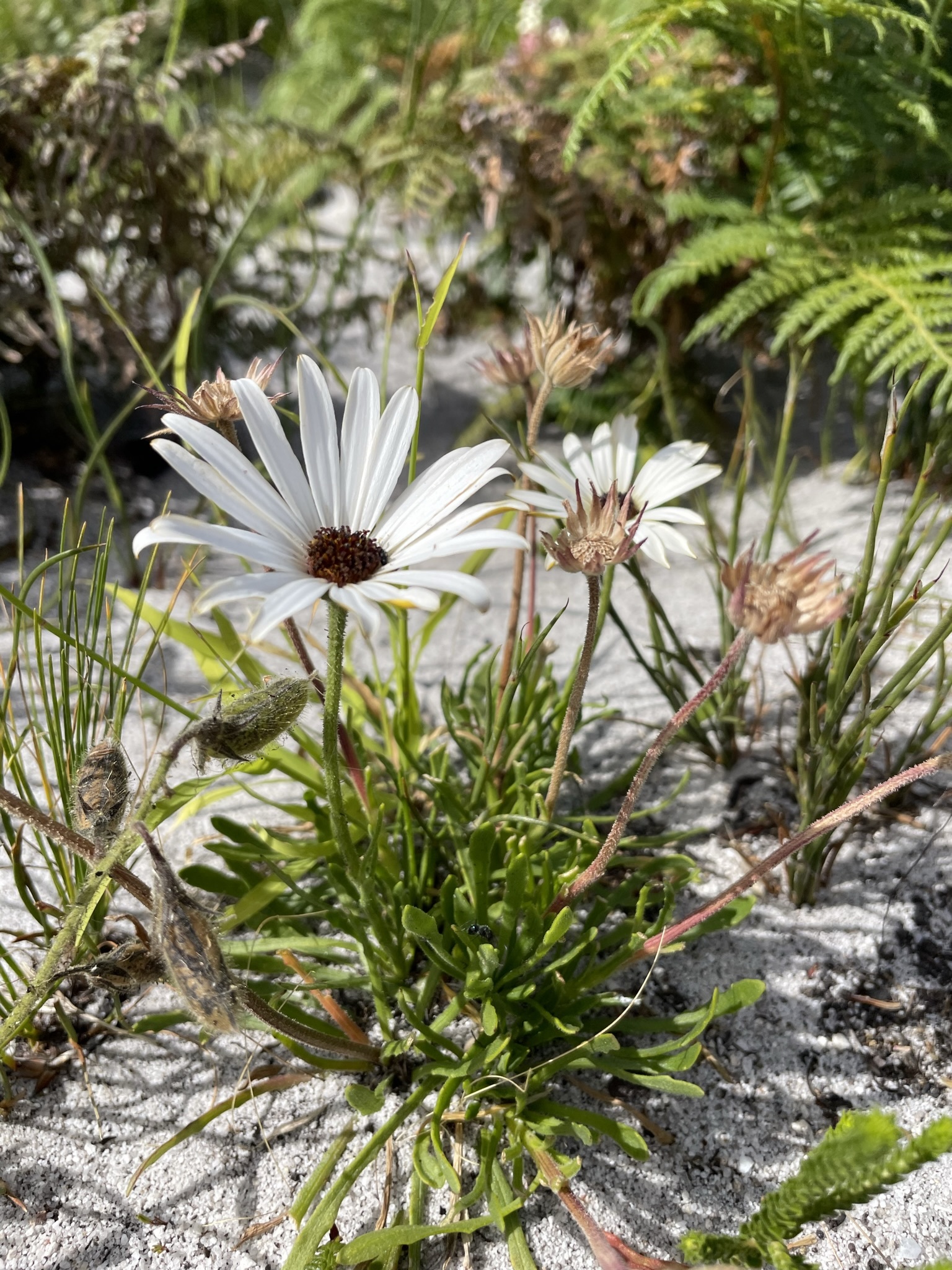 Dimorphotheca nudicaulis (L.) DC.