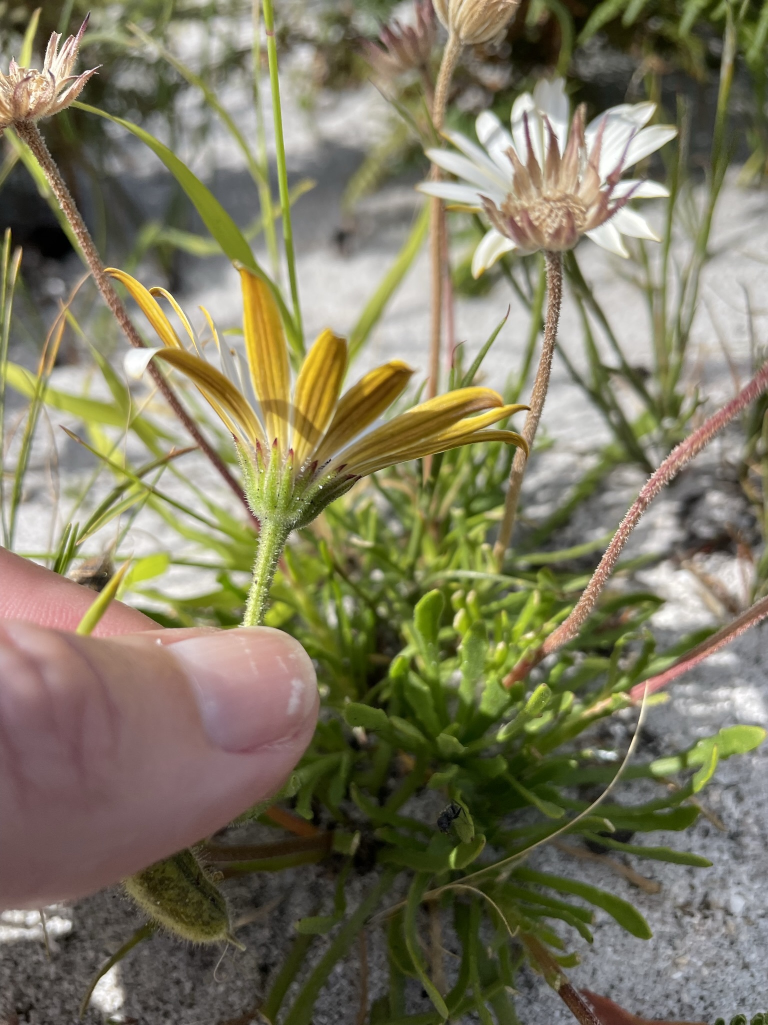 Dimorphotheca nudicaulis (L.) DC.