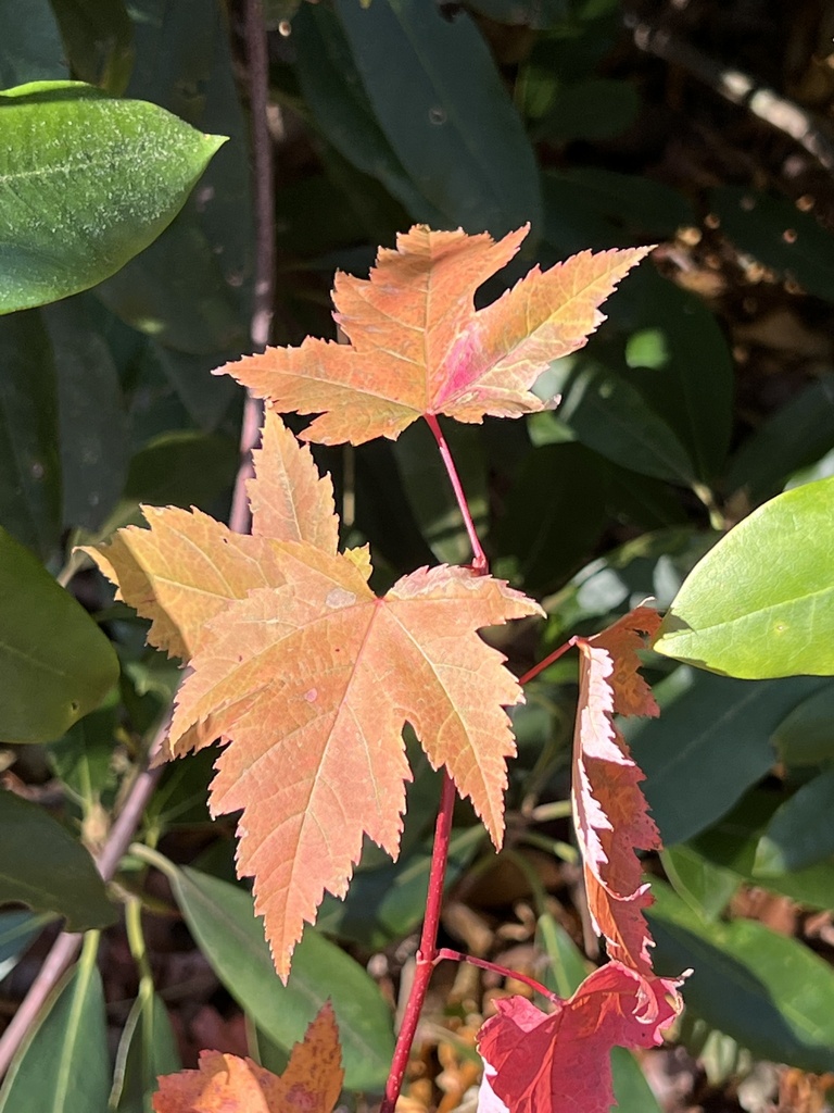 red maple from Pisgah National Forest, Marion, NC, US on October 23 ...