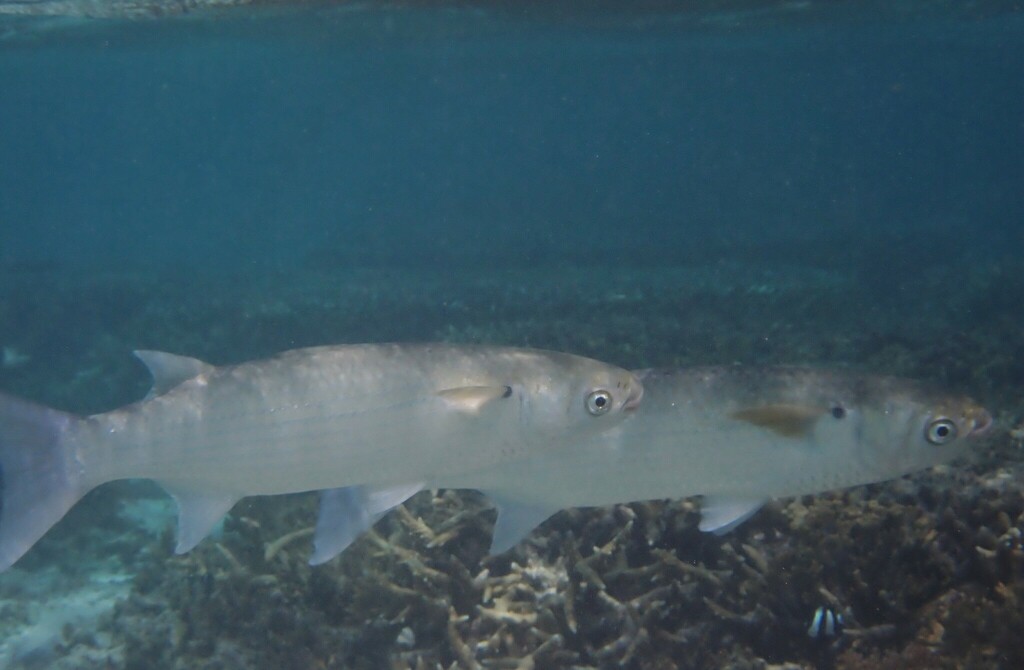 Wartylip Mullet from Gladstone, QLD, Australia on October 23, 2022 at ...