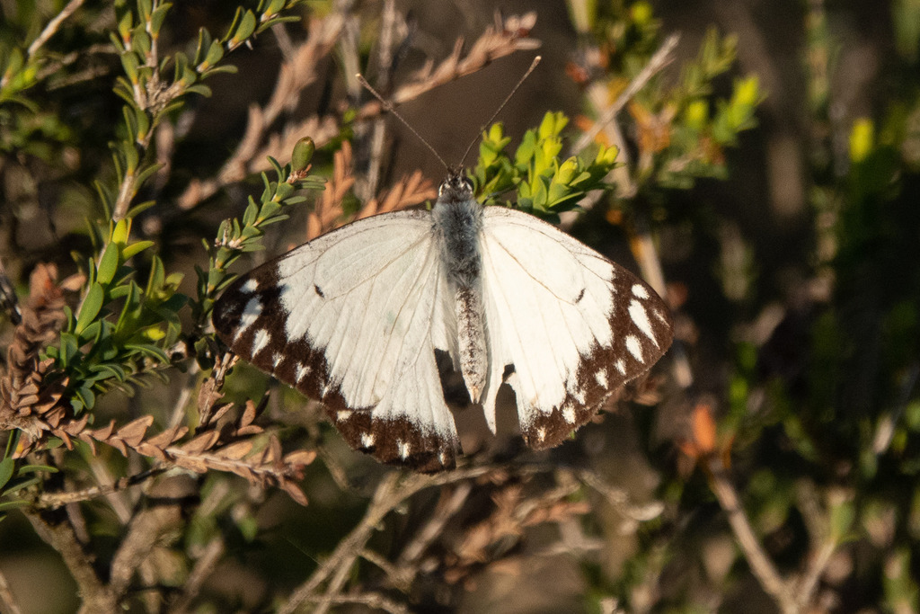 Caper White from Douglas VIC 3409, Australia on October 30, 2022 at 06: ...