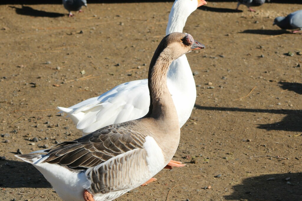 Grey Geese from Kennewick, WA, USA on November 5, 2022 at 02:47 PM by ...