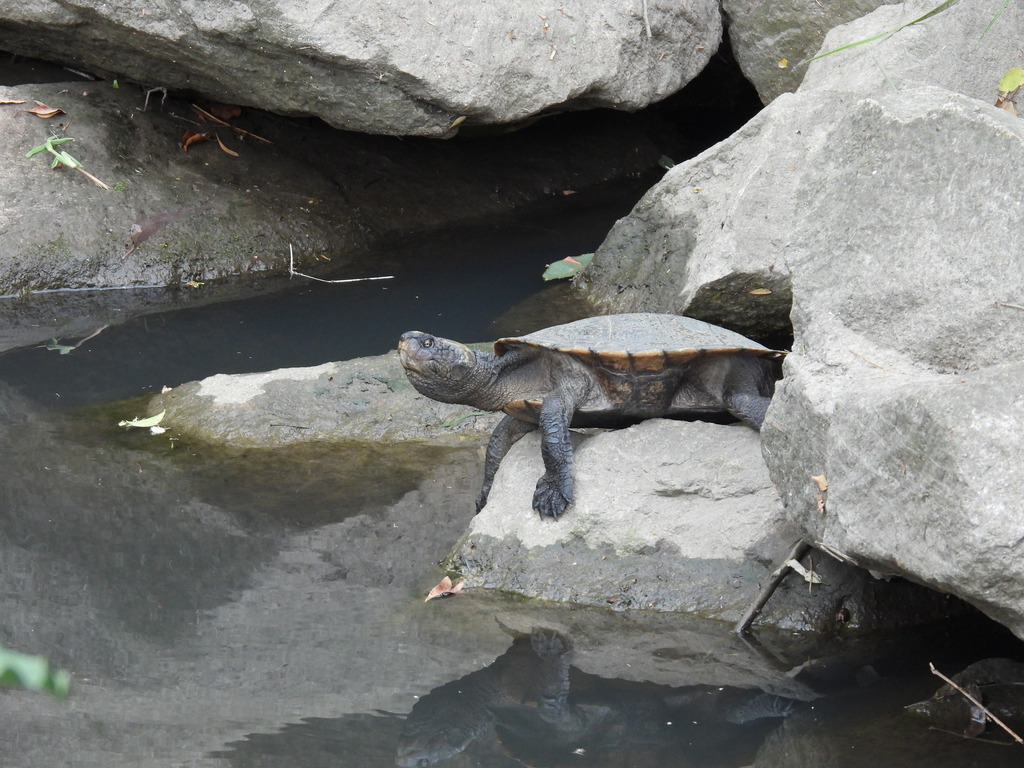 Eastern Saw-shelled Turtle from Brisbane QLD, Australia on November 01 ...