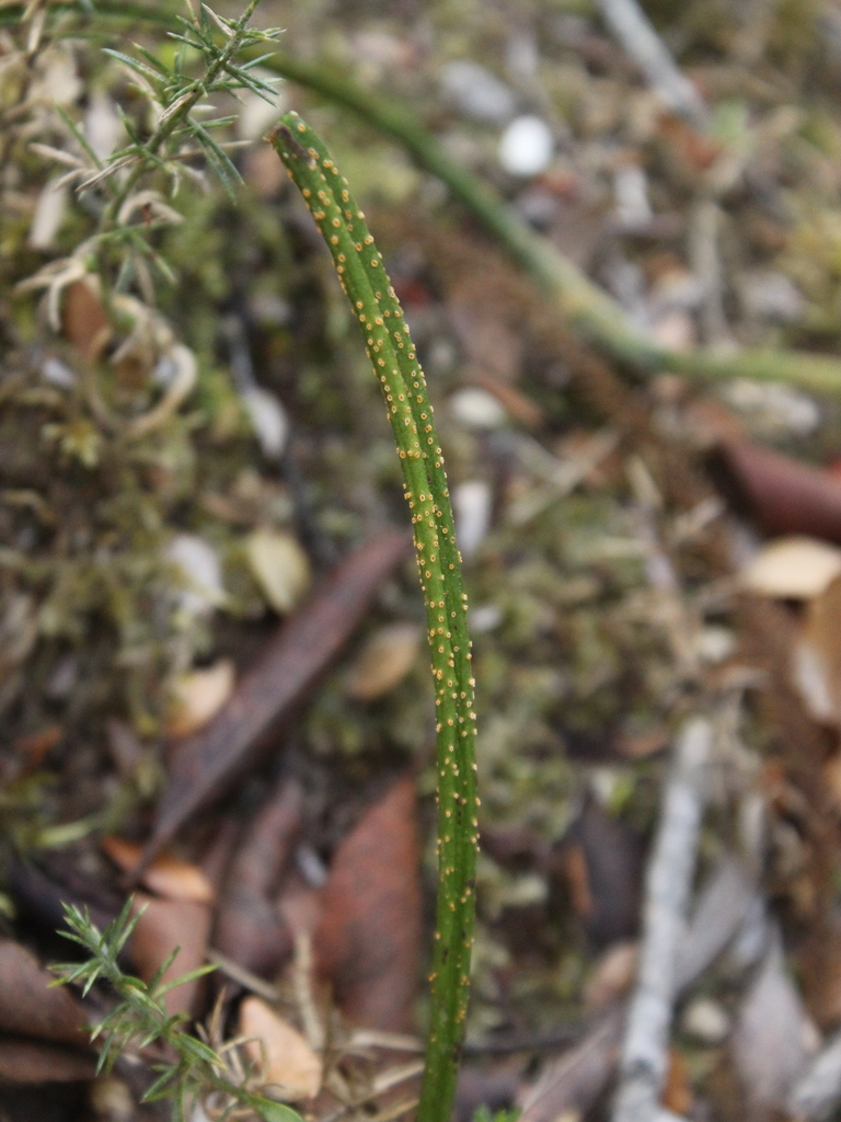 rust fungi from Silverstream, Upper Hutt, New Zealand on November 06 ...