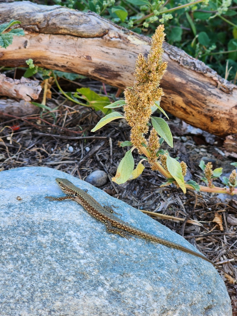 Common Wall Lizard from PJWF+VH, 11024 Châtillon, Aosta Valley, Italy ...