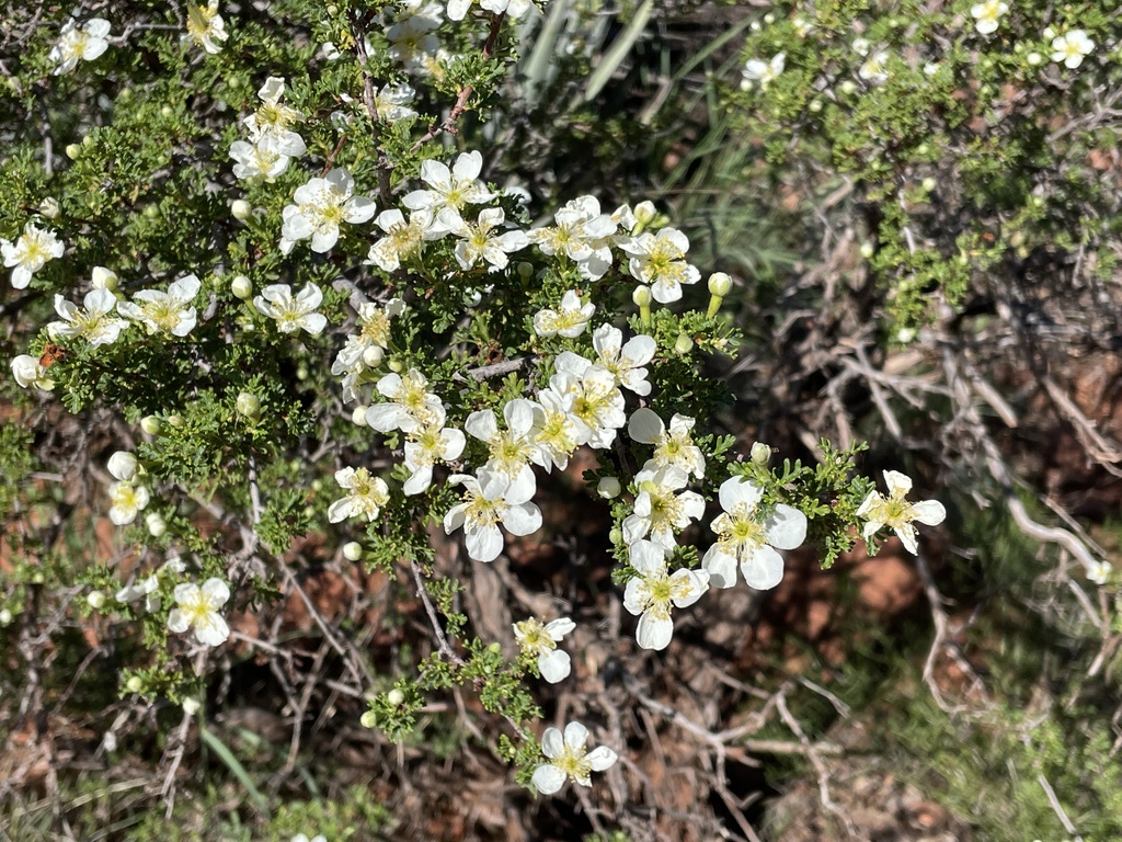 Stansbury's Cliffrose from Yavapai County, AZ, USA on August 30, 2022 ...