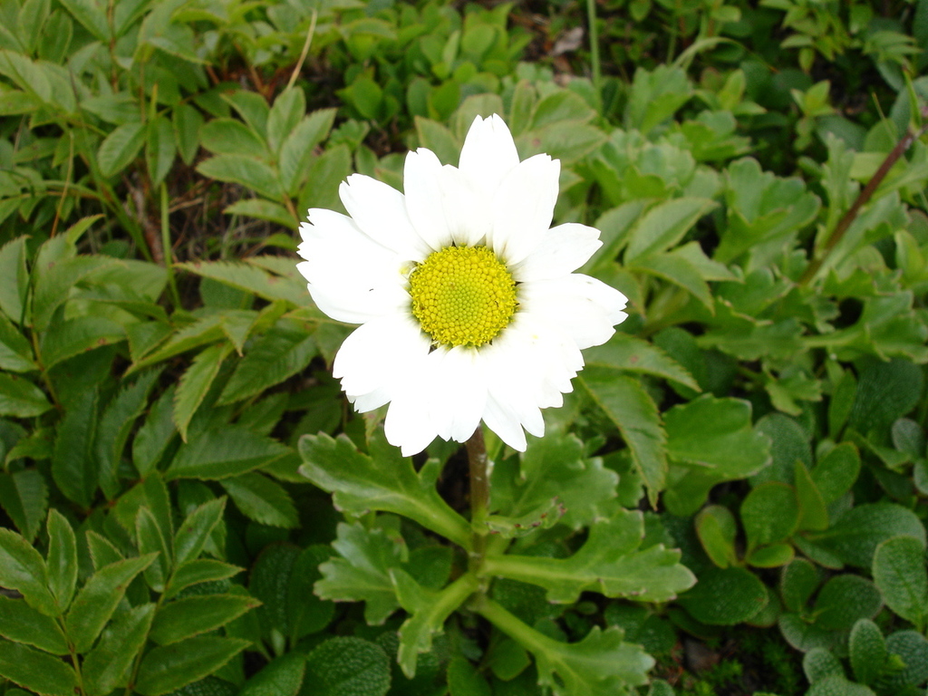 Arctic Daisy from Kuril'skiy rayon, RU-SL, RU on July 22, 2006 at 02:58 ...