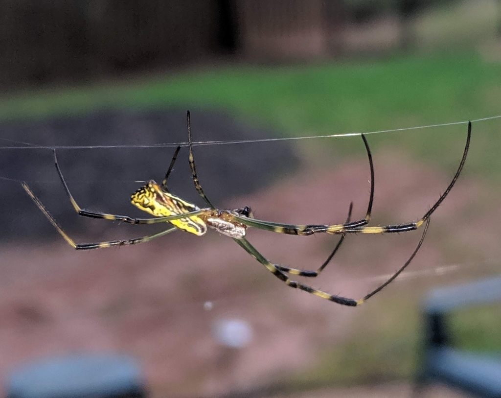 Joro Spider from Athens on August 26, 2019 at 07:11 PM by Luke Smith ...