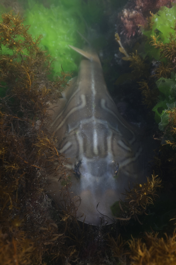 Southern Fiddler from Hobsons Bay - Williamstown, AU-VI, AU on May 17 ...