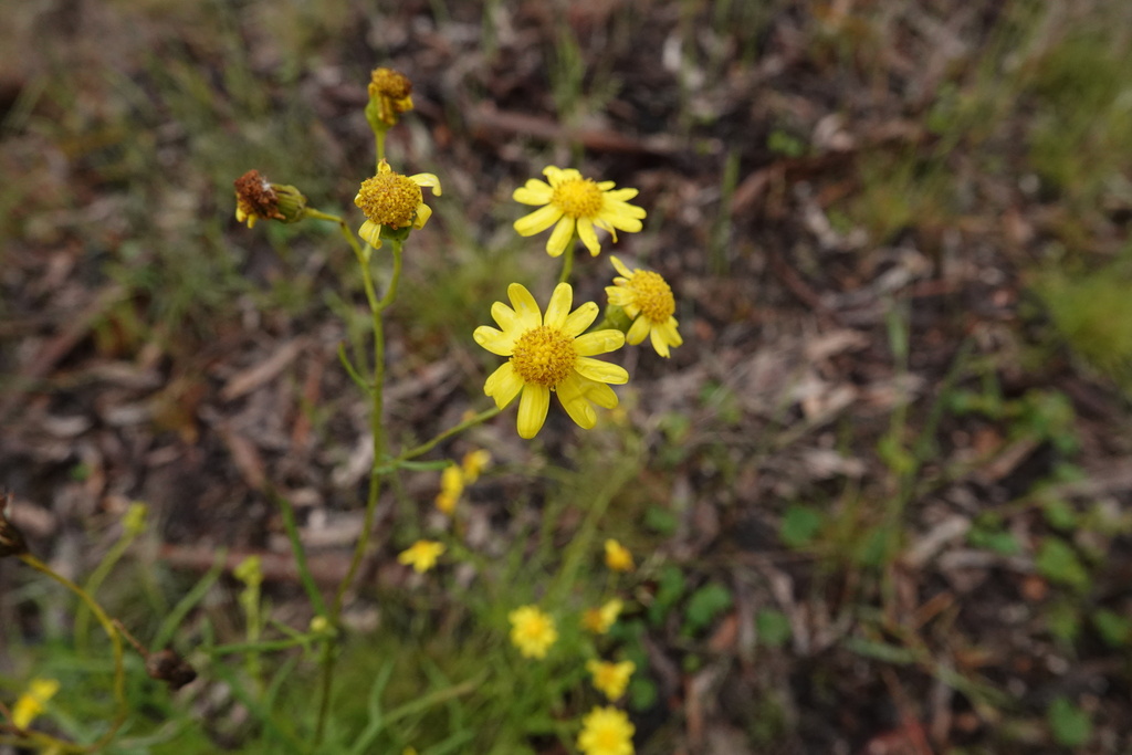 pinnate-leaved groundsel from West Wimmera, Victoria, Australia on ...