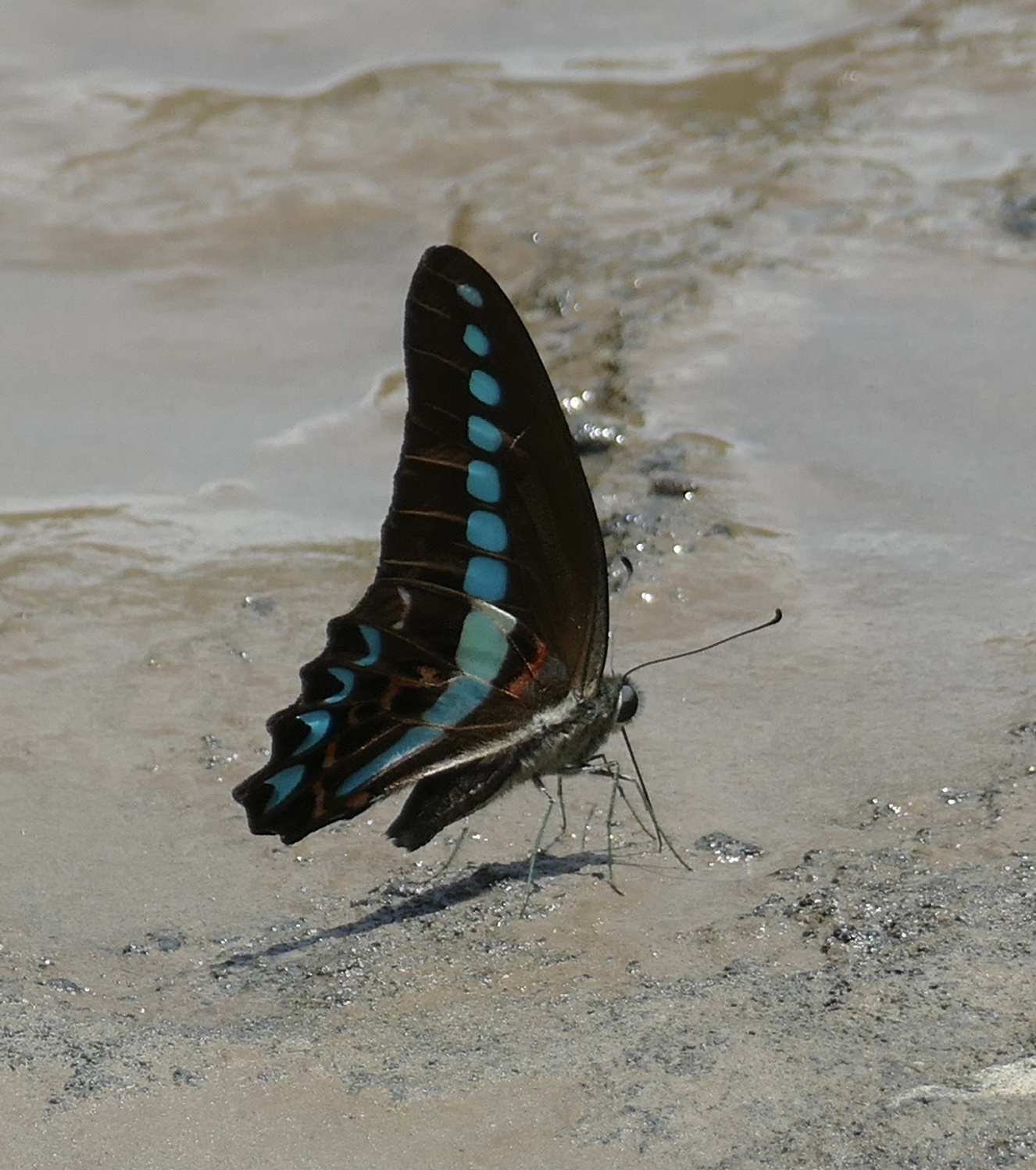 Graphium milon (Felder & Felder, 1864)