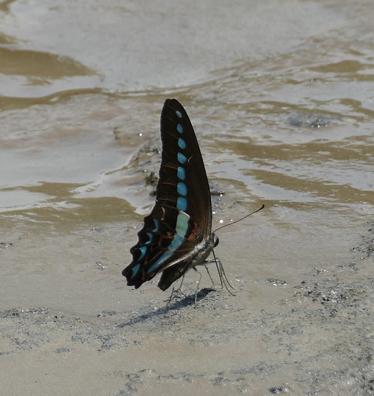Graphium milon (Felder & Felder, 1864)