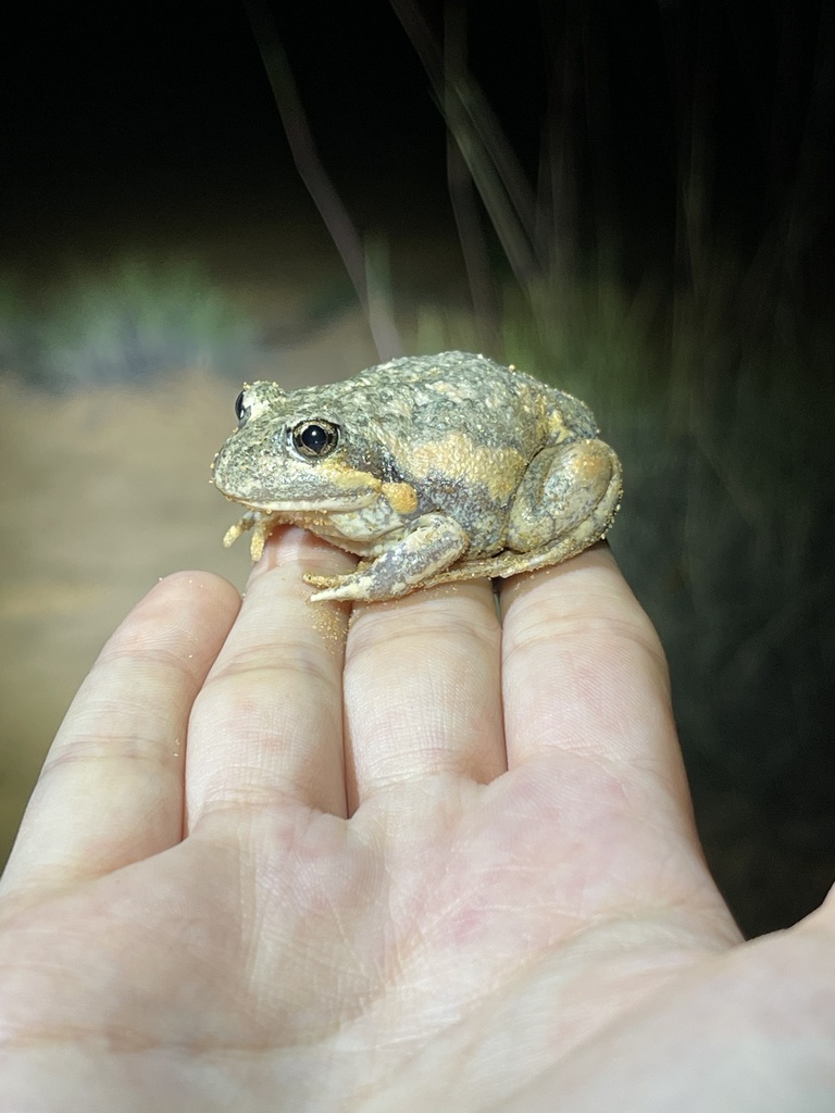 Eastern Banjo Frog from Hattah - Kulkyne National Park, Hattah, VIC, AU ...