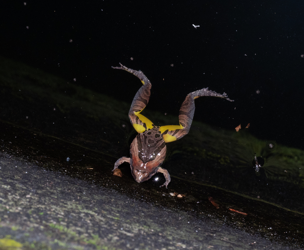 Beautiful Pygmy Frog from Guangzhou, CN-GD, CN on November 5, 2022 at ...