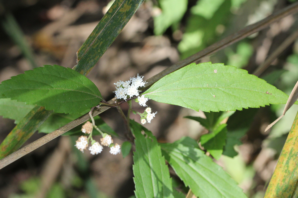 mist flower from Mt Elimbah, QLD, Australia on October 04, 2015 at 11: ...