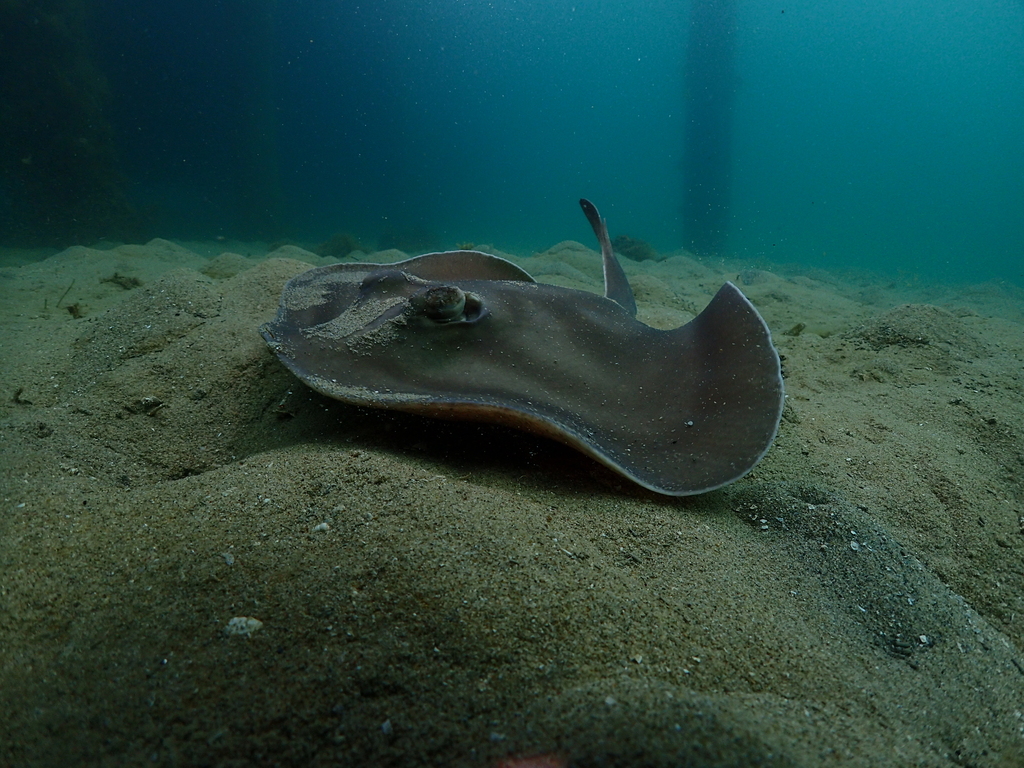 Sparsely-spotted Stingaree from Mornington P'sula - South, AU-VI, AU on ...