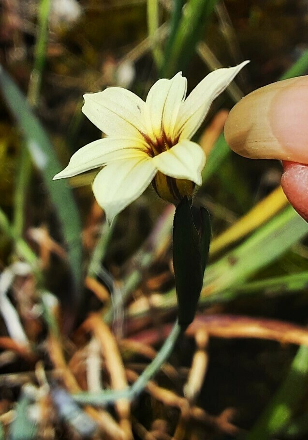 Blue Pigroot from Marrangaroo NSW 2790, Australia on November 06, 2022 ...