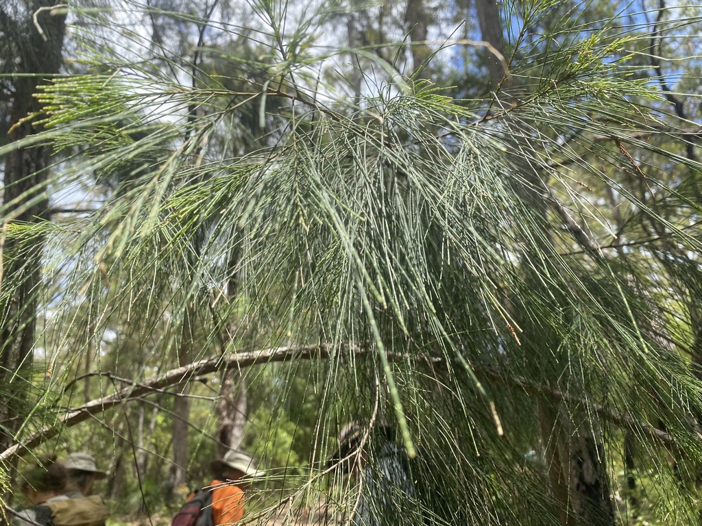 Forest sheoak from Cooloola (excl. Gympie), Great Sandy, AU-QL, AU on ...